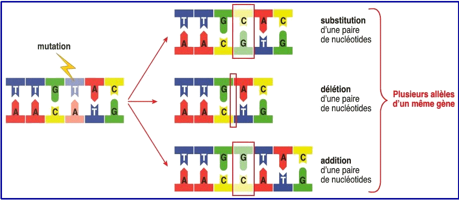 Rappel Les Trois Types De Mutations 