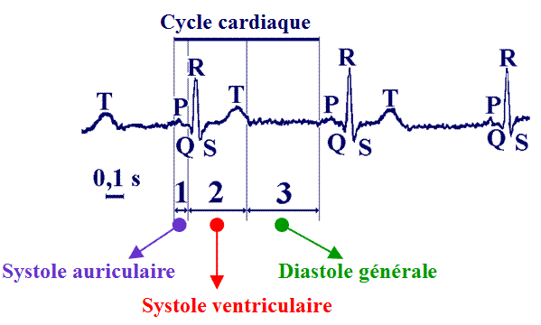 Electrocardiogramme Ecg Definition Fonctionnement Et Risques De Images Electrocardiogramme Ecg Definition Fonctionnement Et Risques De Images