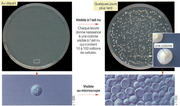 Culture d'une souche de levures sur boîte de Pétri