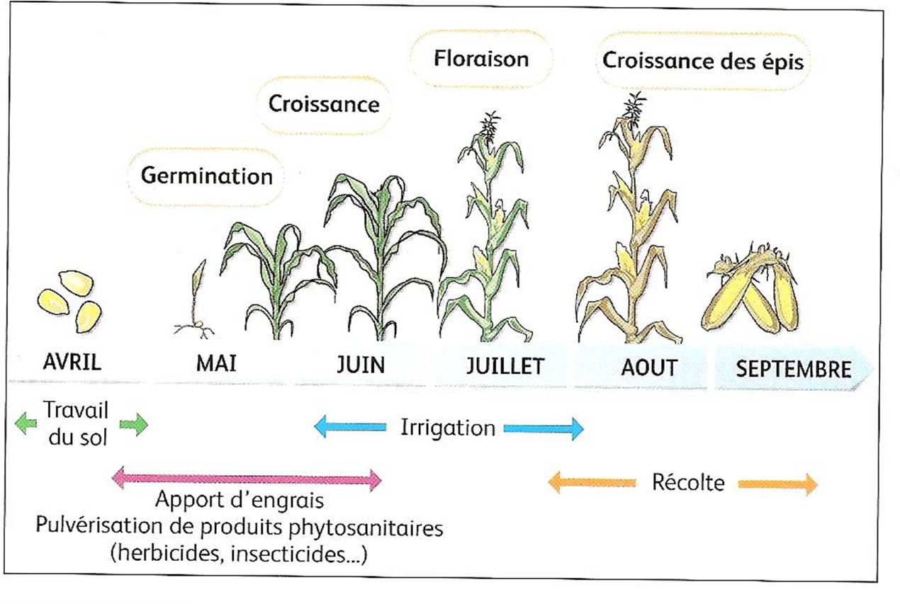 L'agrosystème L'agrosystème
