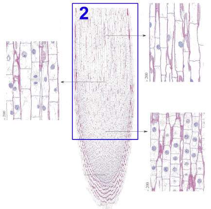 L'auxèse : zone d'allongement cellulaire