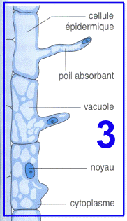La différenciation cellulaire