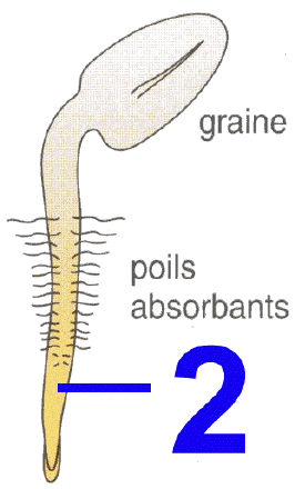 L'auxèse : zone d'allongement cellulaire