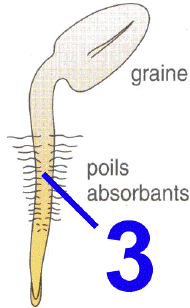 La différenciation cellulaire
