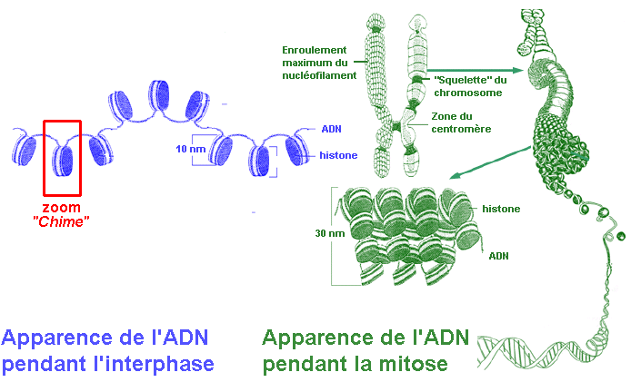 Aspect du chromosome pendant les 2 phases d'un cycle cellulaire