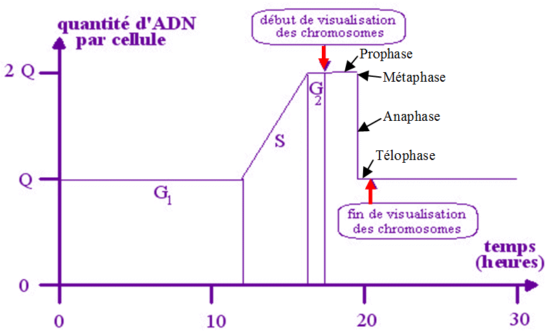 Evolution de la quantité d'ADN pendant un cycle cellulaire