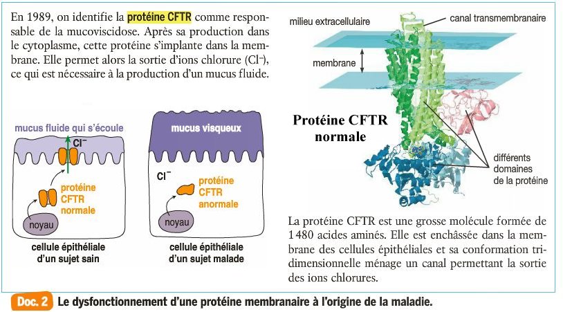 La fonction de la protéine CFTR dans les cellules bronchiques