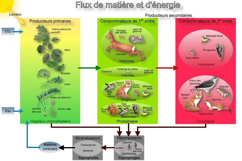 Les divers niveaux d'un écosystème : producteurs, consommateurs et ...