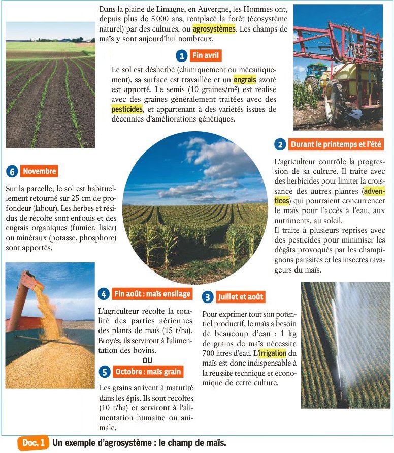 Un exemple d'agrosystème à production céréalière : le champs de maïs