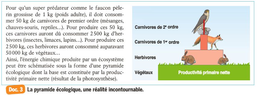 Les pyramides écologiques ou l'expression des pertes de biomasses, d ...