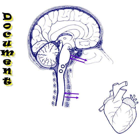 Expériences réalisées sur le bulbe rachidien
