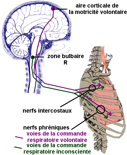 Expériences réalisées sur le bulbe rachidien