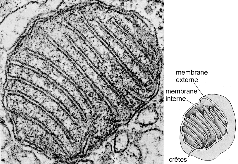 Ultrastructure d'une mitochondrie
