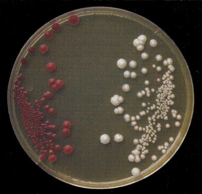 Culture de 2 souches de levures n'ayant pas les mêmes caractéristiques