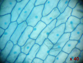 Coloration au vert de méthyle de cellules d'oignon blanc