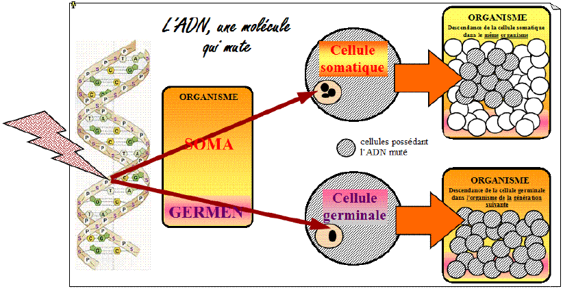 Devenir des cellules somatiques et germinales affectées par une mutation
