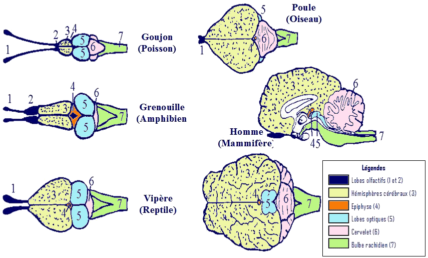 Anatomie comparée des encéphales de vertébrés