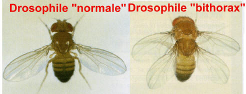 Les mutations homéotiques