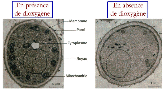 Effet du dioxygène sur la structure des levures