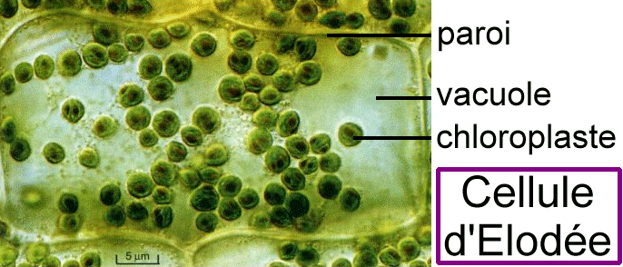 Expérience de Ruben et Kamen (1940)