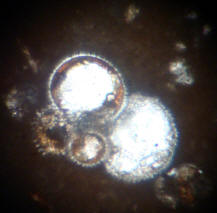 Évolution des foraminifères mondiaux