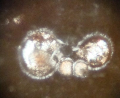 Évolution des foraminifères mondiaux