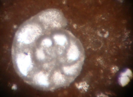 Évolution des foraminifères mondiaux