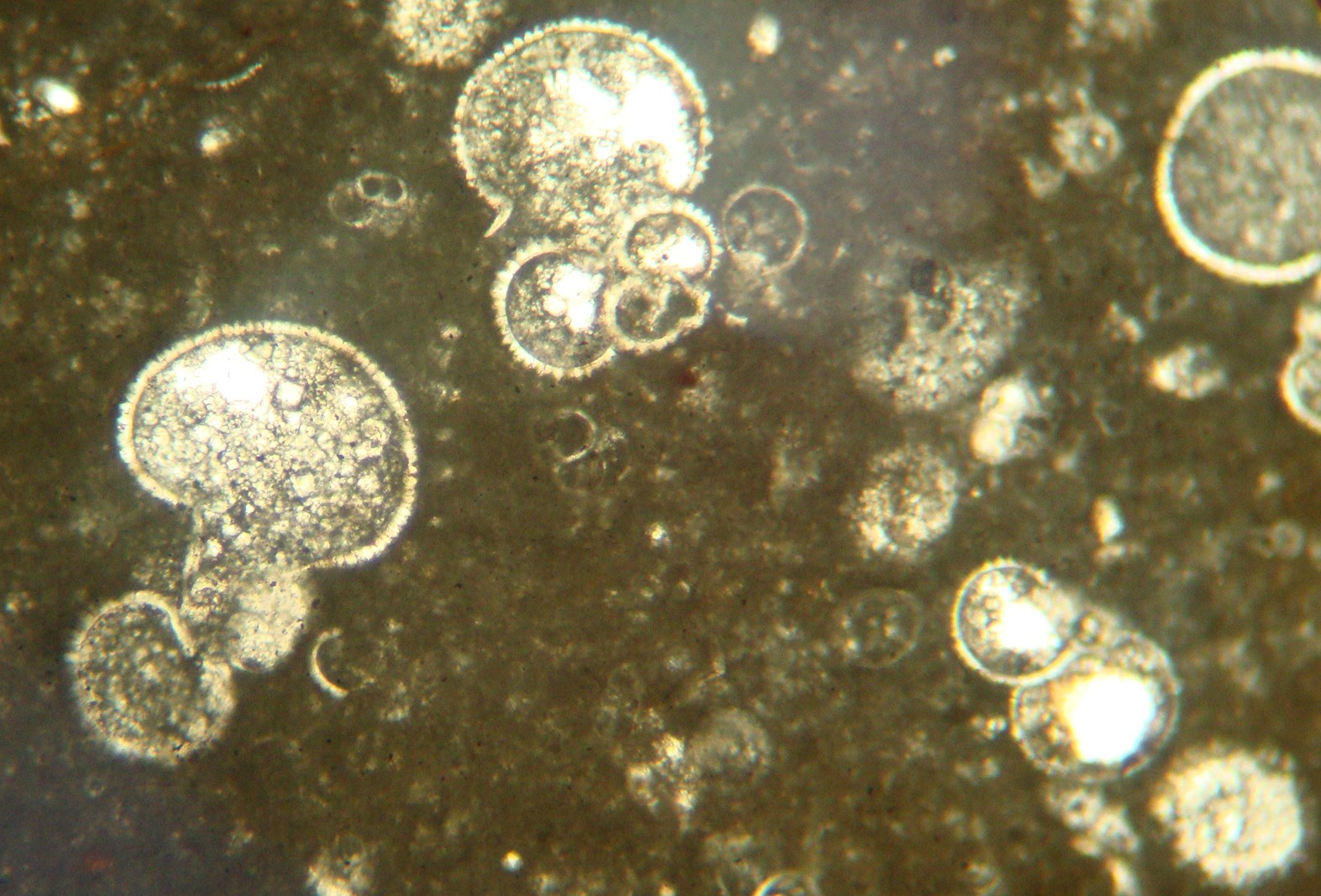 Évolution des foraminifères mondiaux