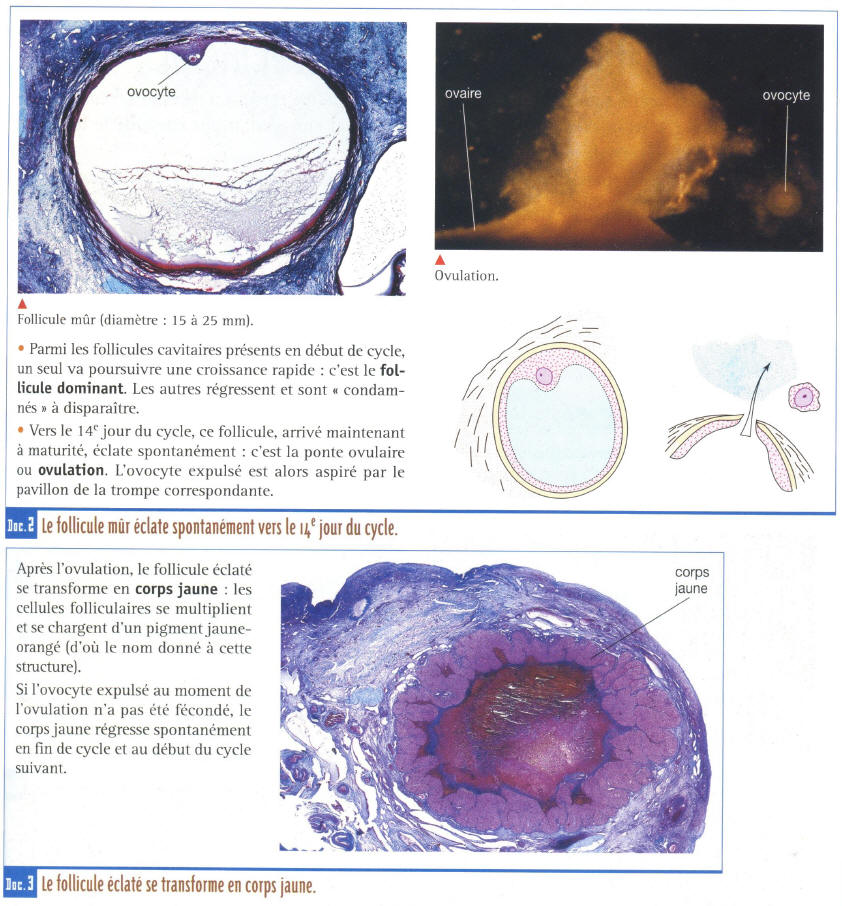 Le follicule mûr, l'ovulation et le corps jaune