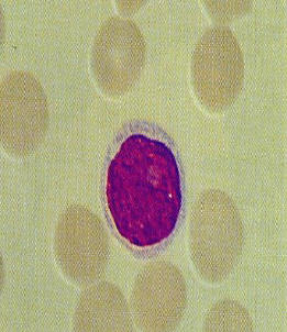 Les 3 types de leucocytes