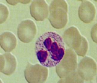 Les 3 types de leucocytes