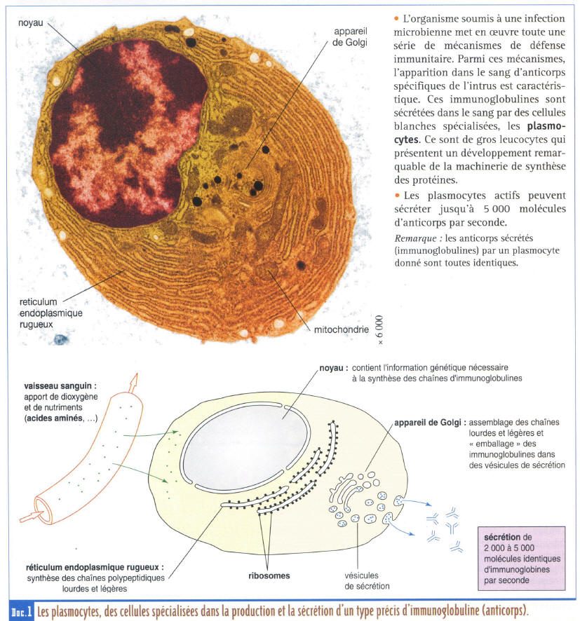 Les plasmocytes : lymphocytes B différenciés et spécialisés dans la ...