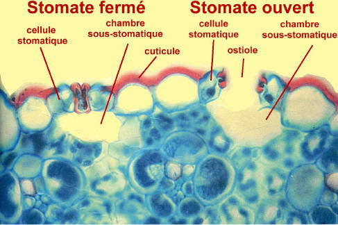 "Anatomie" de 2 stomates