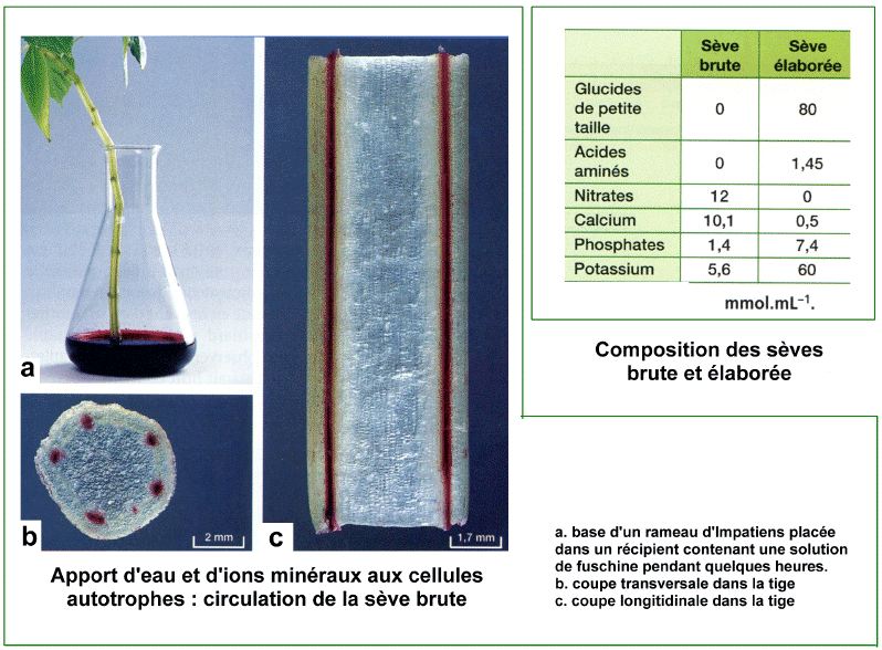 Circulation de la sève brute : approvisionnement en eau et en sels ...