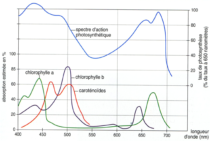 Comparaison des spectres d'action et d'absorption