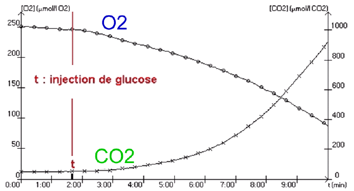 Etude expérimentale de la respiration chez les levures
