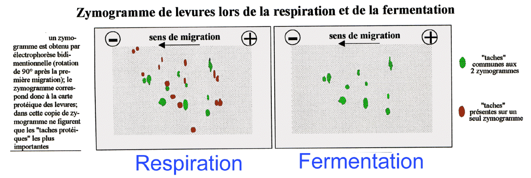 Zymogramme de levures lors de la respiration et de la fermentation