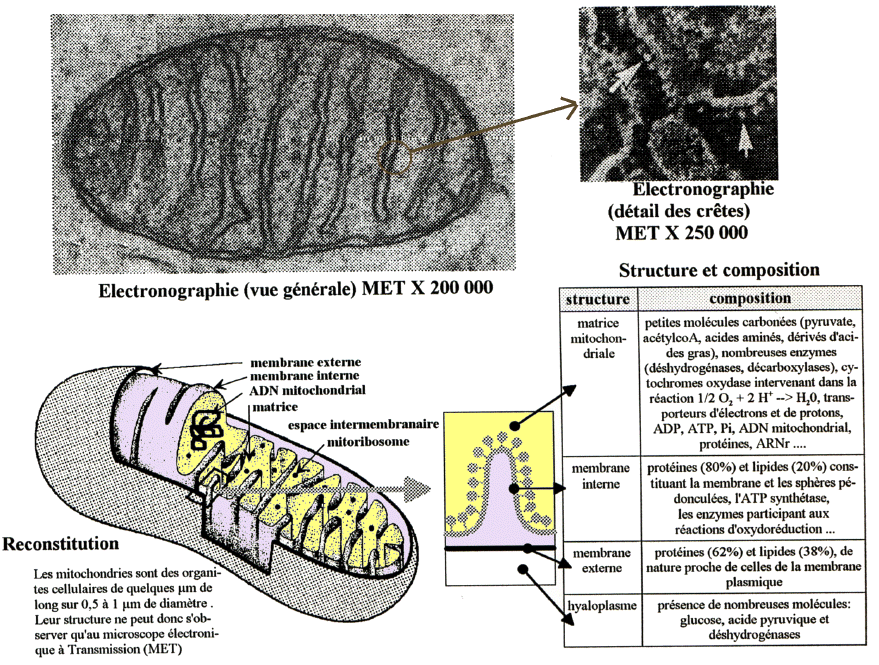 Diagramme Simple Des Mitochondries