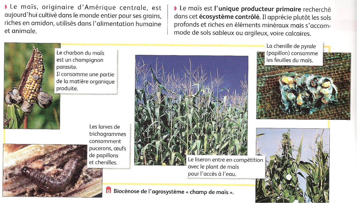L'agrosystème "champ de maïs"