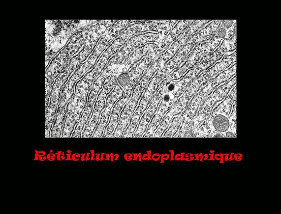 docu2072_6_06_reticulum