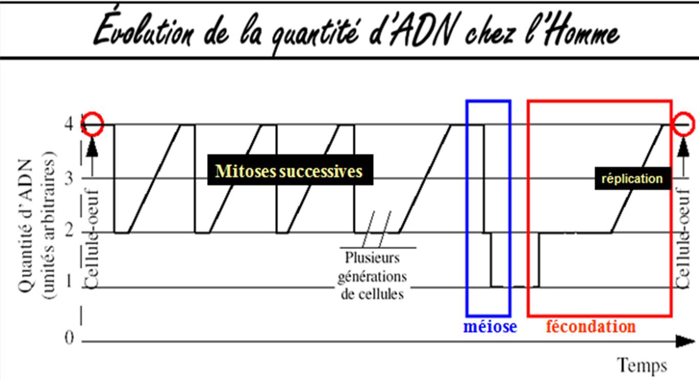 Evolution De La Quantité D Adn
