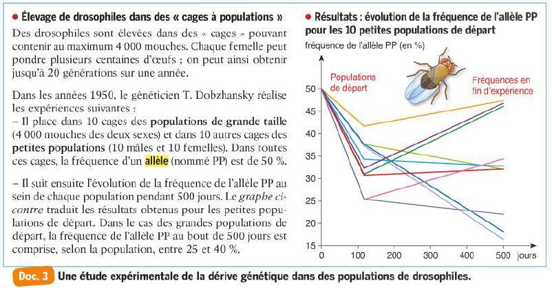 Dérive génétique chez la drosophile.